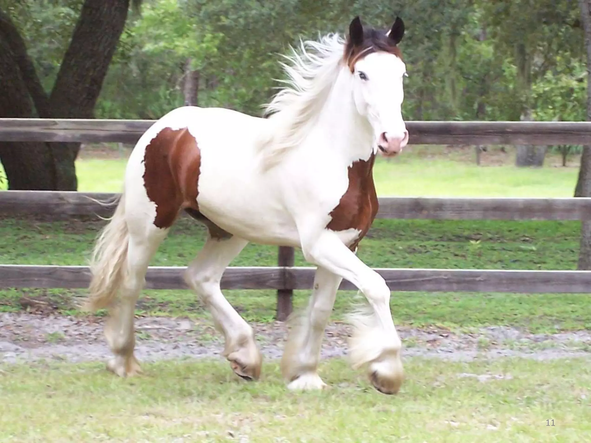Gorgeous Gypsy Vanners | PPSX