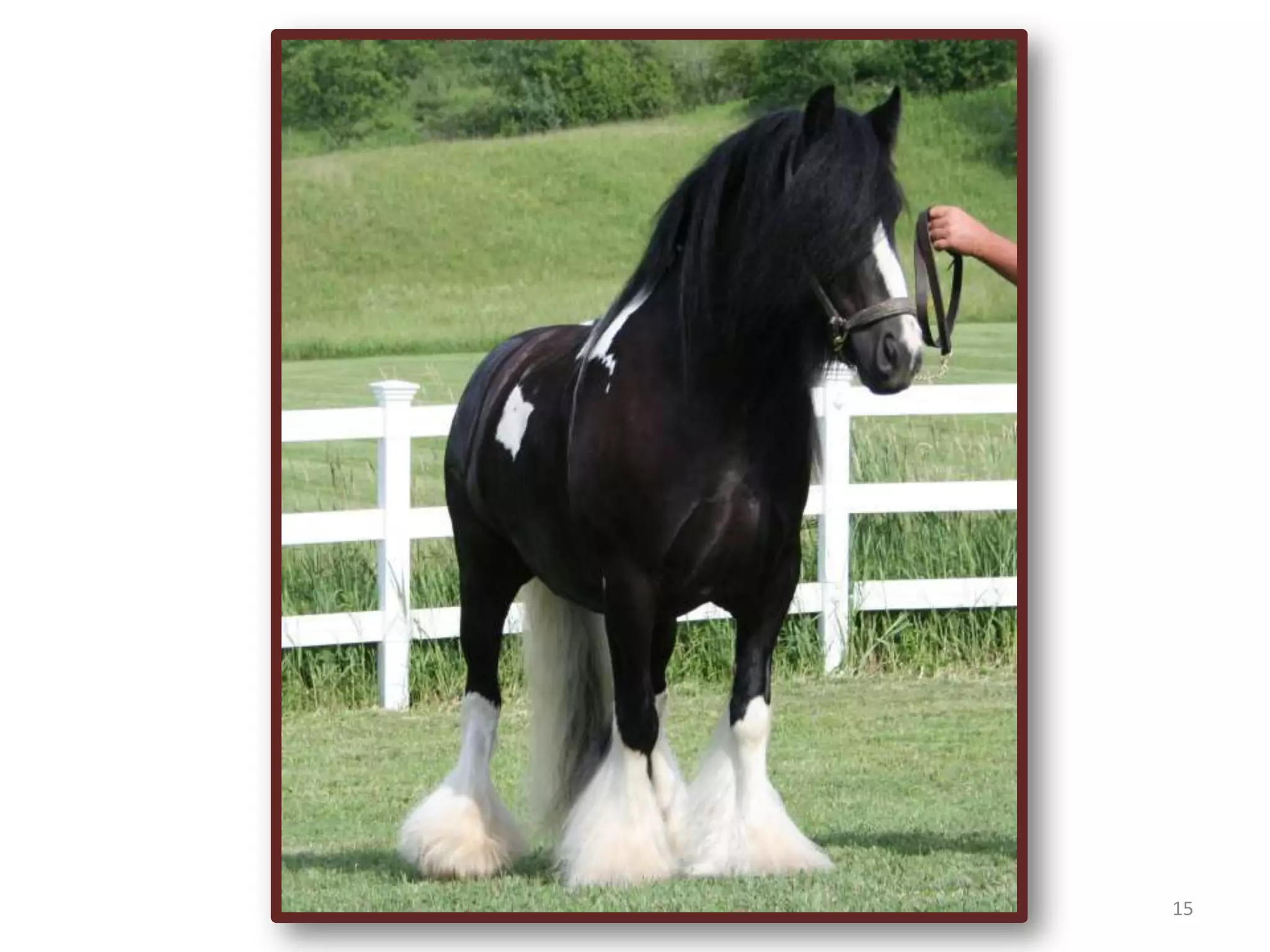 Gorgeous Gypsy Vanners | PPSX