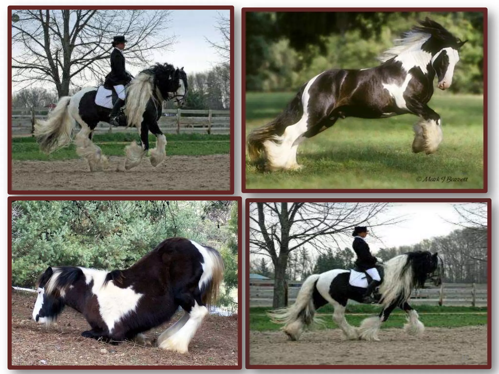 Gorgeous Gypsy Vanners | PPSX