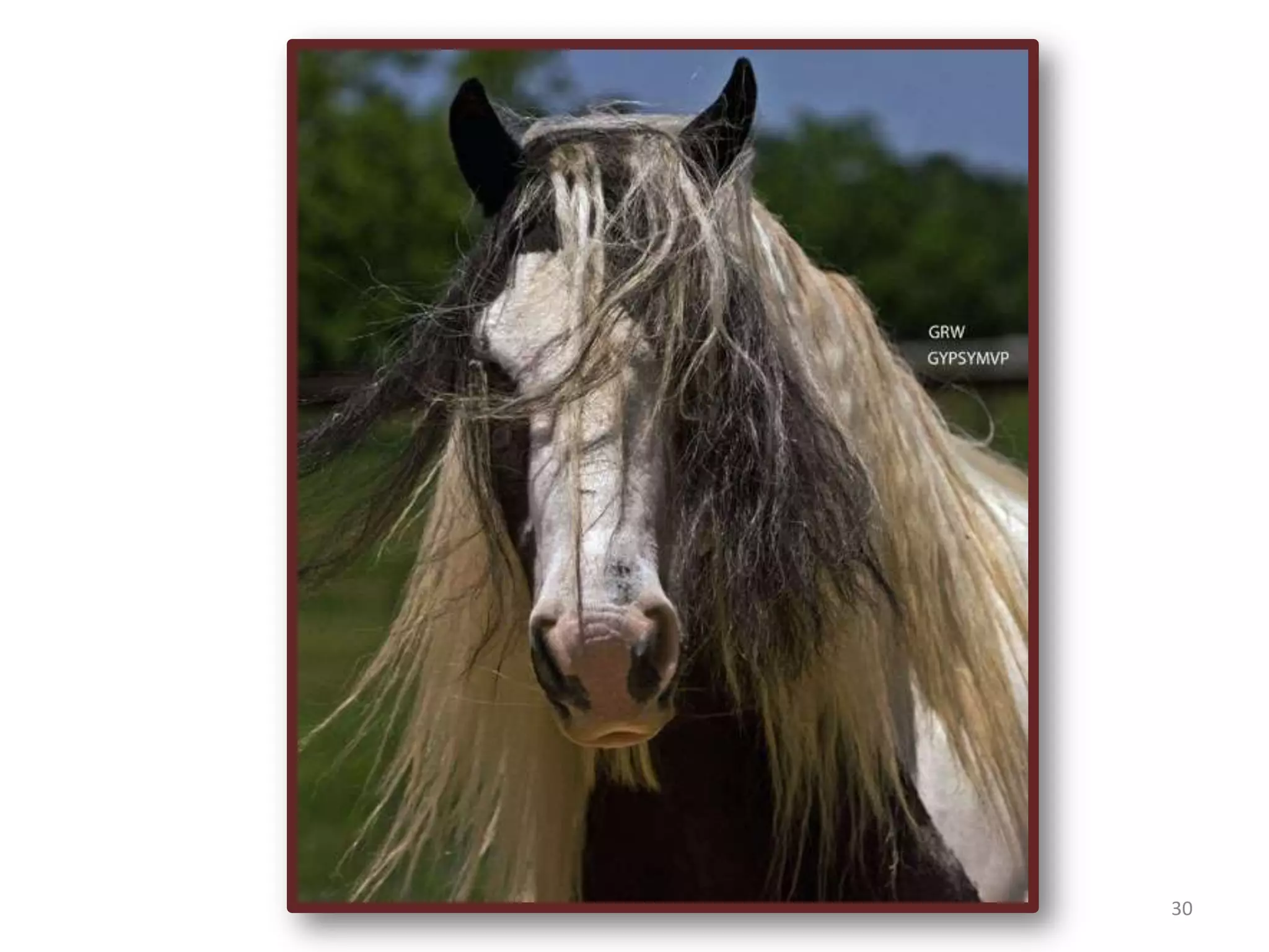 Gorgeous Gypsy Vanners | PPSX