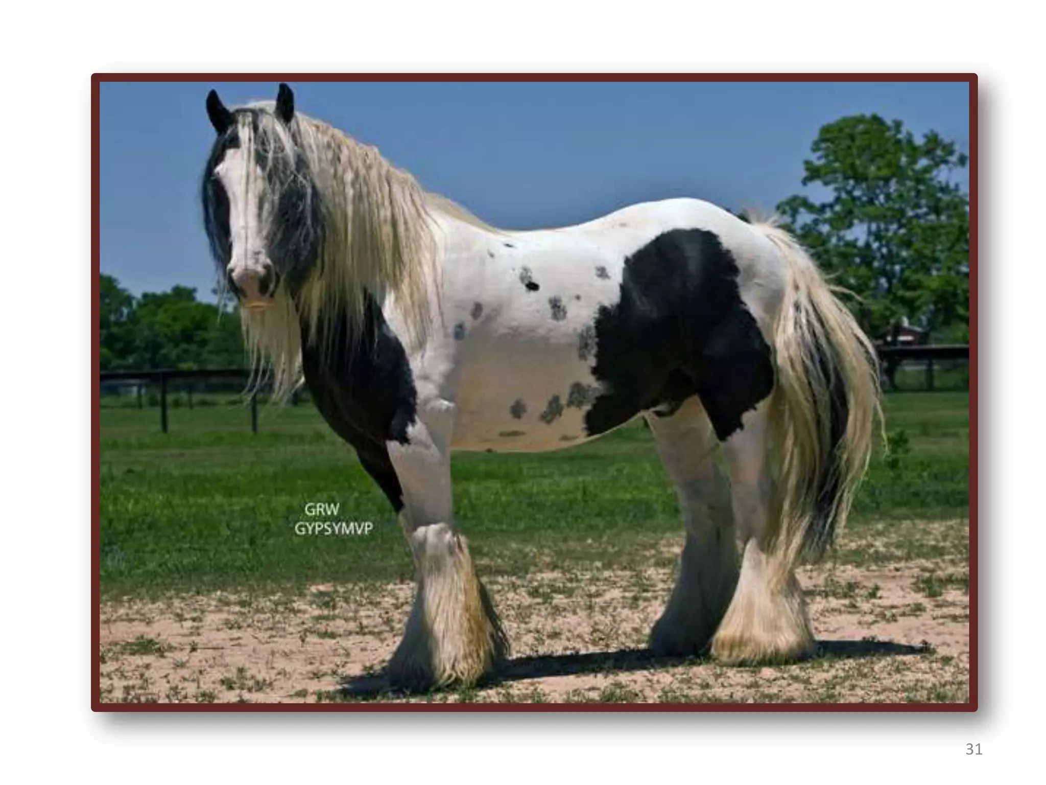 Gorgeous Gypsy Vanners | PPSX