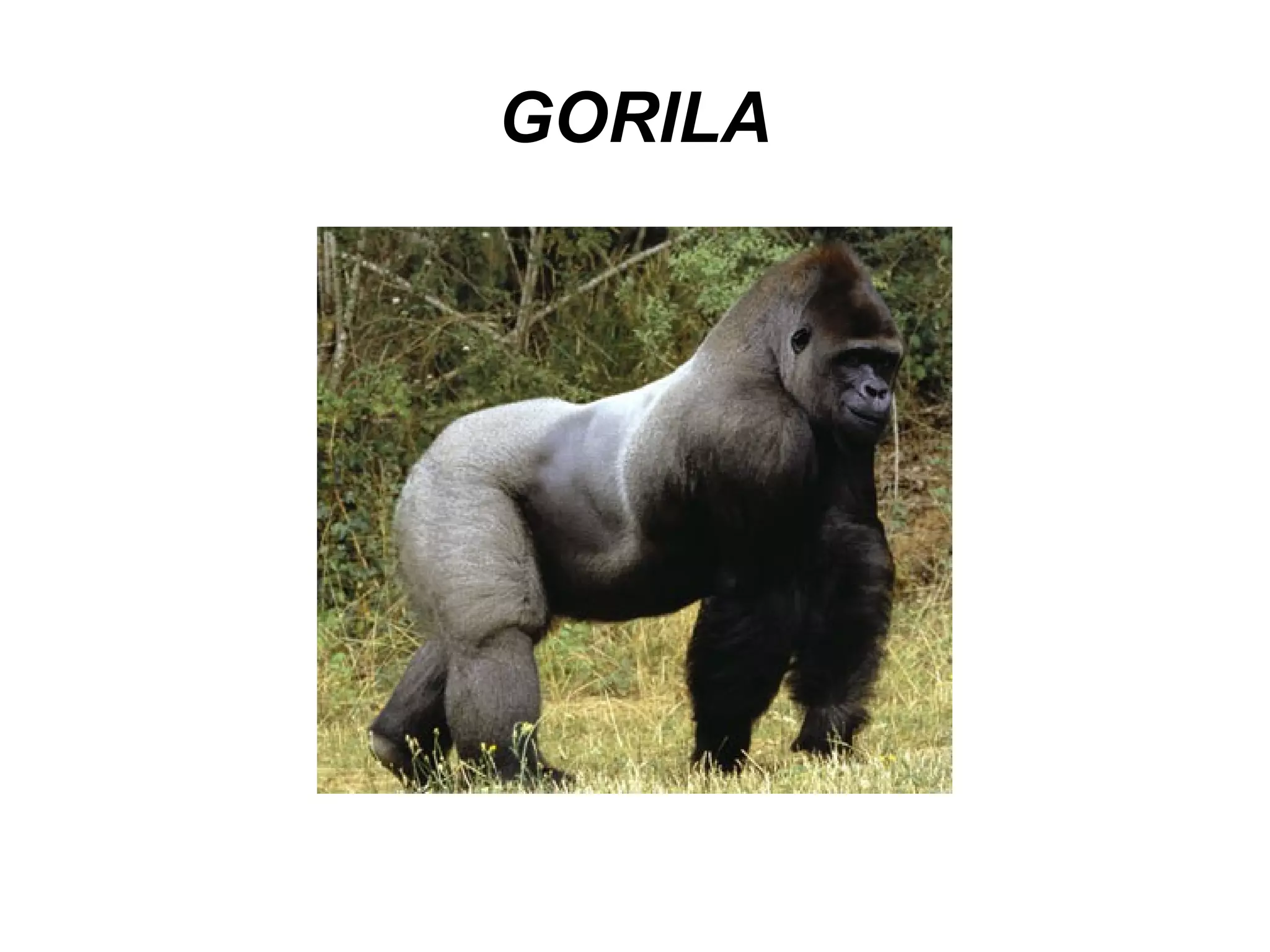 Gorila | ODP