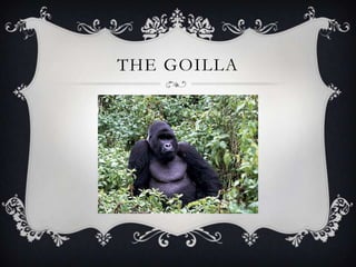 Gorillas!!!!!!!!!! | PPT