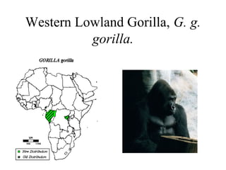 Gorillas in our midst. | PPT | Geography | Science