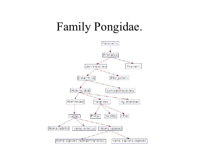 Pongidae - Alchetron, The Free Social Encyclopedia