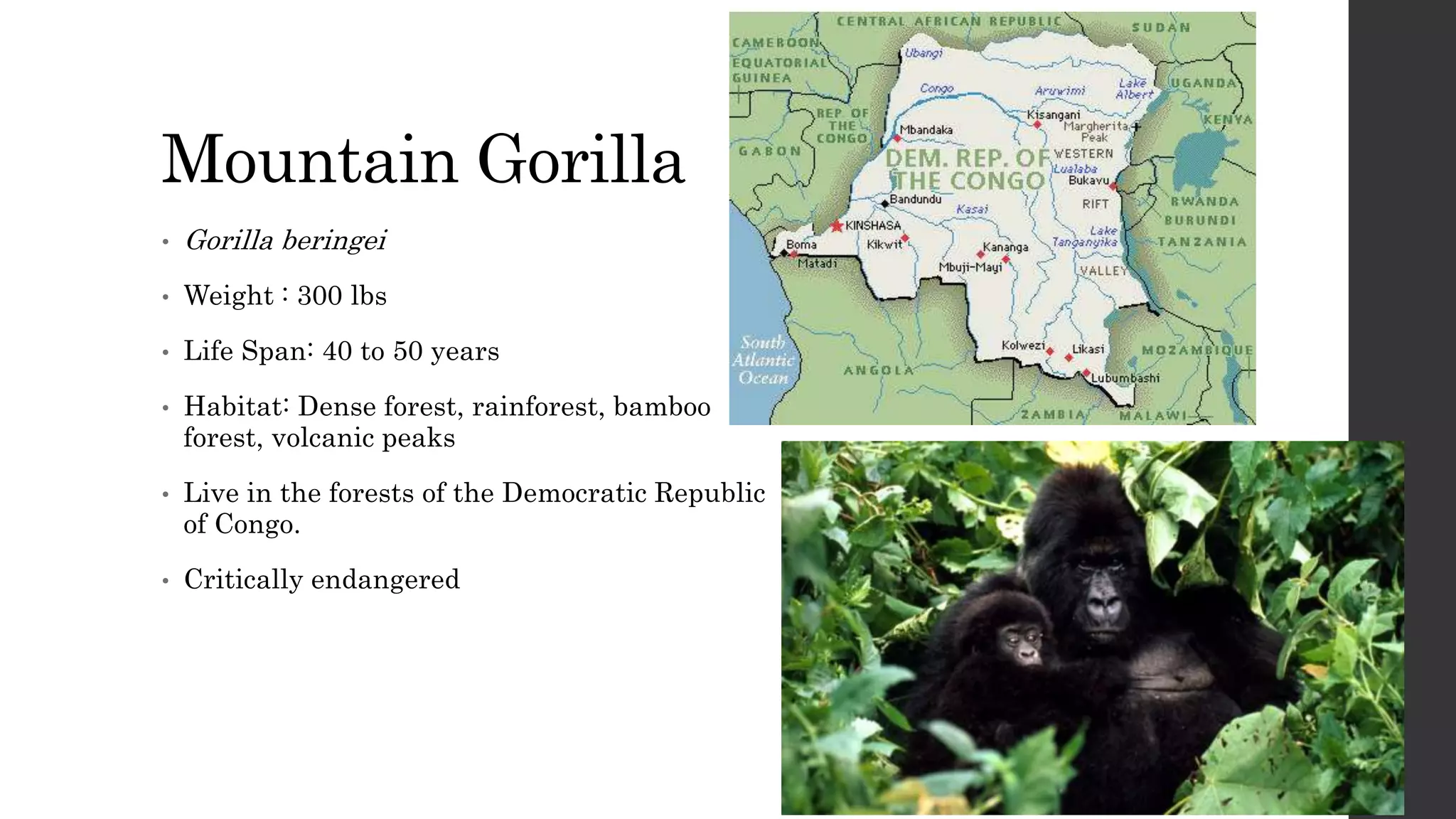 Gorilla Social Groups and Communication | PPTX