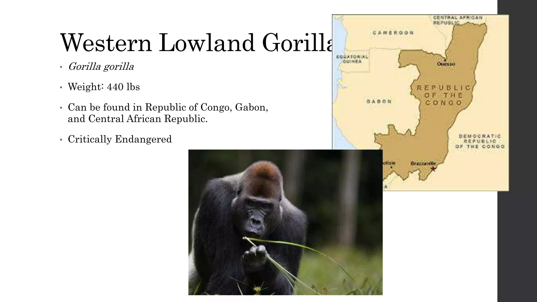 Gorilla Social Groups and Communication | PPTX