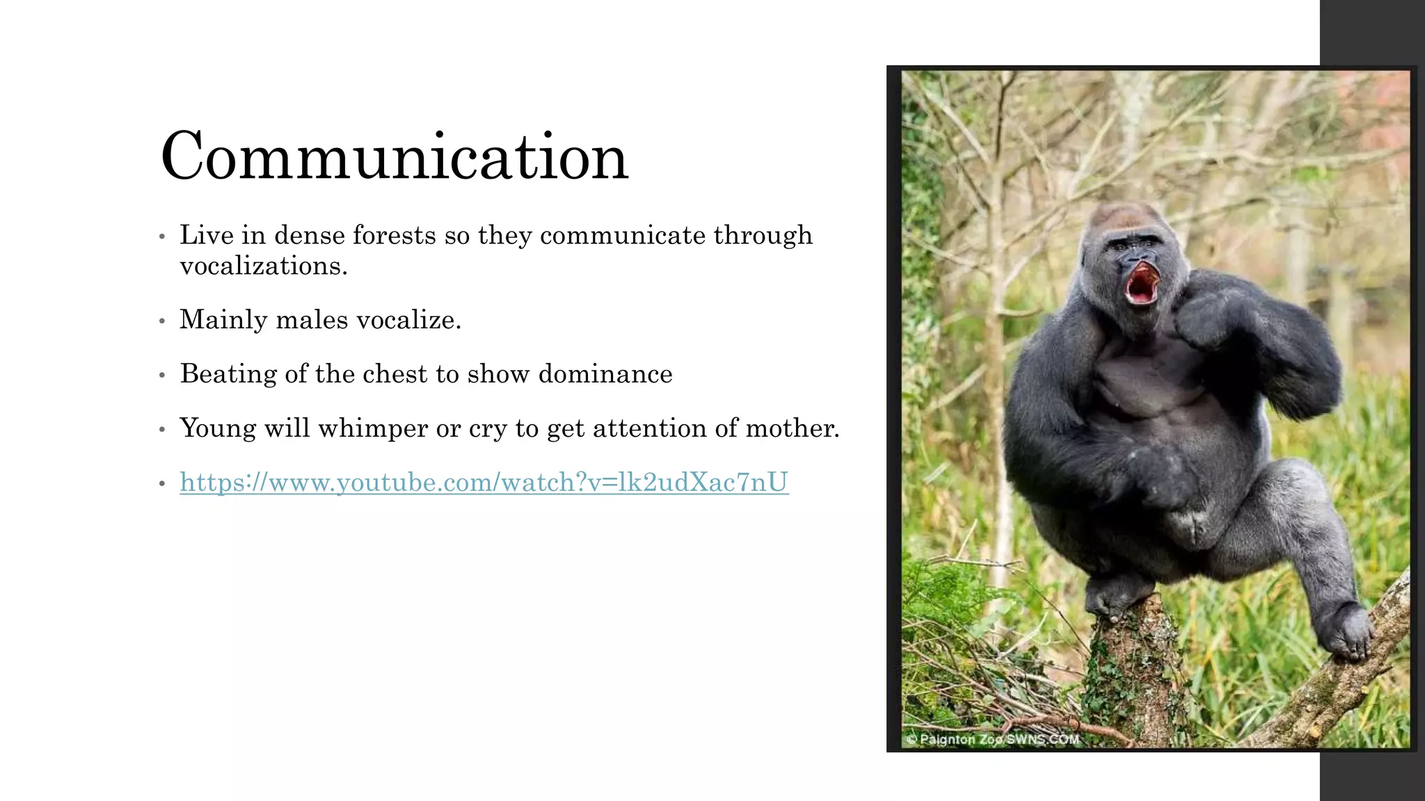 Gorilla Social Groups and Communication | PPTX