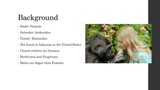 Gorilla Social Groups and Communication | PPTX