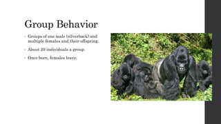 Gorilla Social Groups and Communication | PPTX