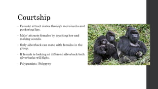 Gorilla Social Groups and Communication | PPTX