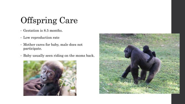 Gorilla Social Groups and Communication | PPT