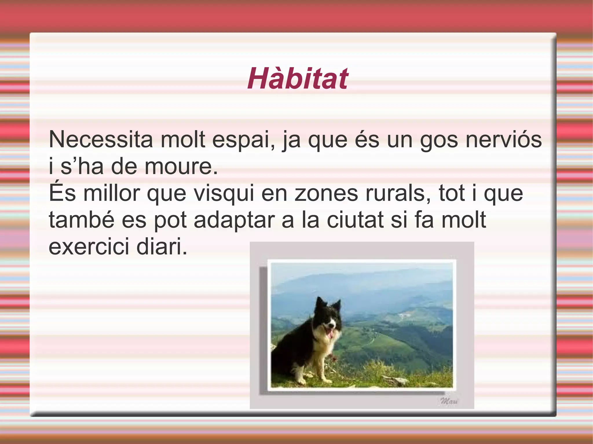 El gos Border Collie (Irene) | PPT