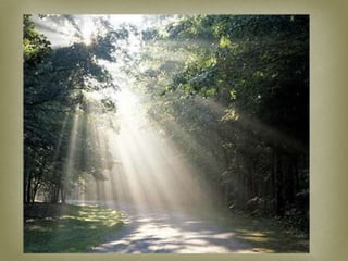 Gospel of John 12 | PPTX