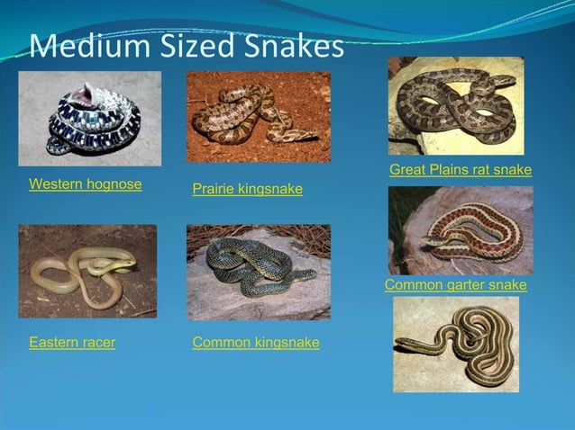 Know Your Kansas Snakes | PPT