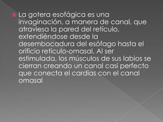 gotera esofagica | PDF