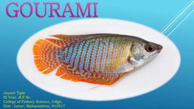 Gourami 1 | PPT