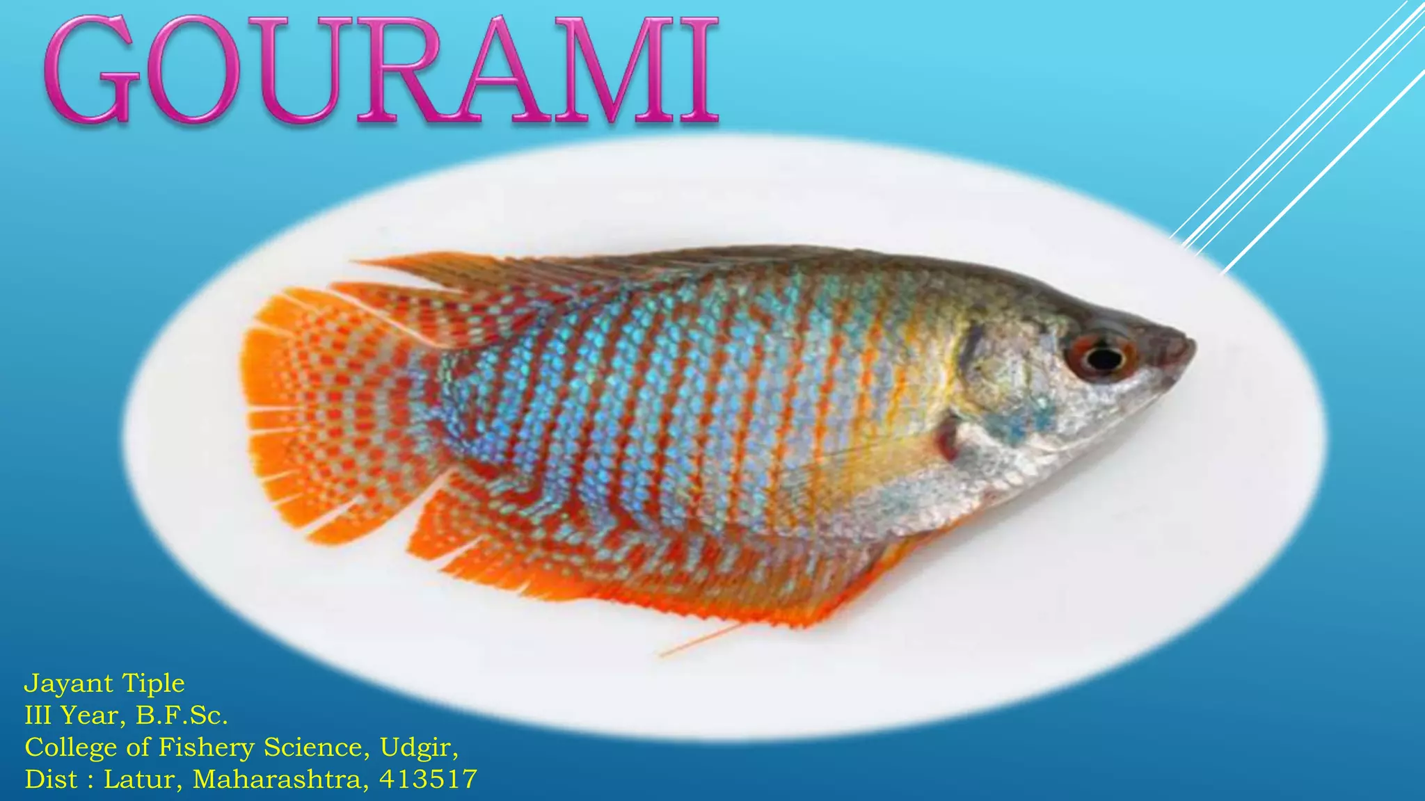 gourami fish .pdf
