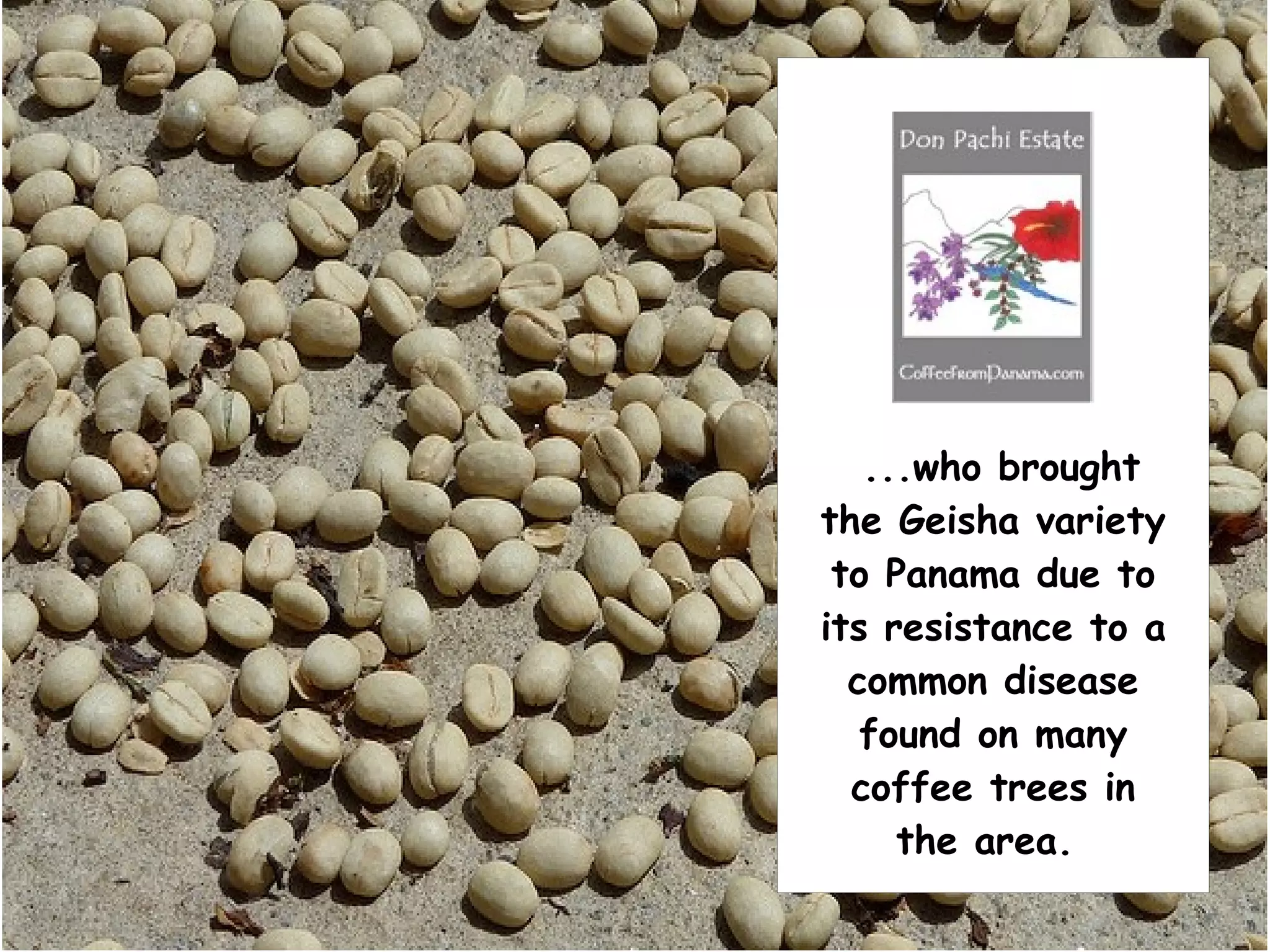 Gourmet coffee don pachi estate gourmet coffee | PDF