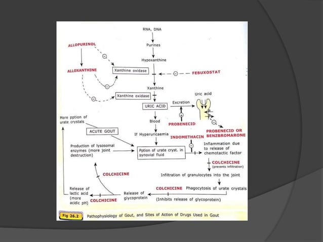 Pharmacotherapy of Gout | PPTX