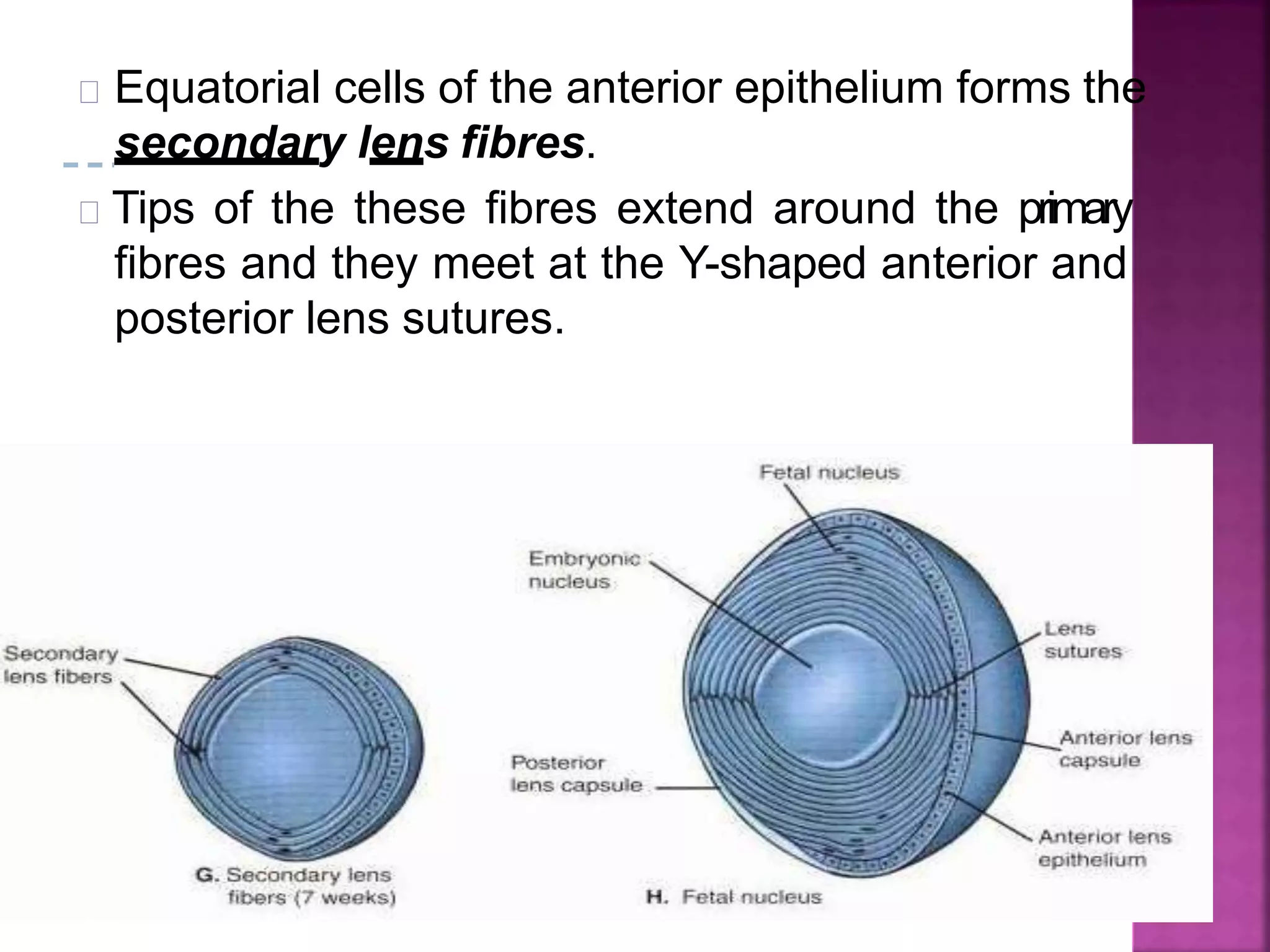 Development of lens | PPTX