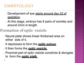 Development of lens | PPTX