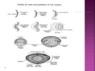 Development of lens | PPTX