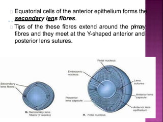 Development of lens | PPTX