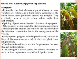 diseases of banana and their management ppt.pptx