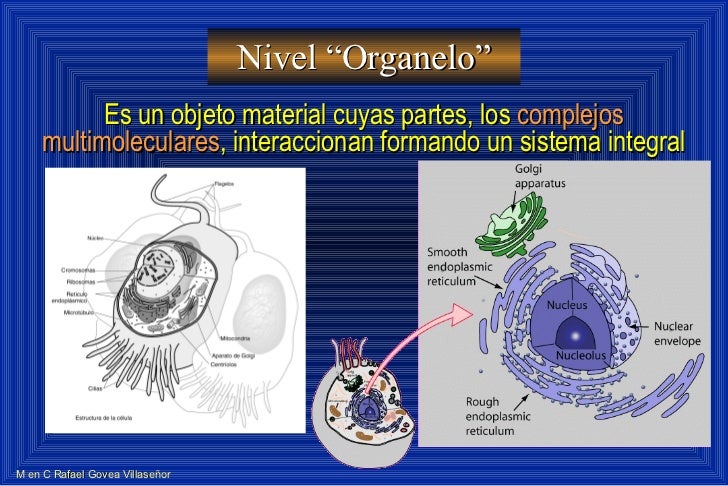 Niveles de Organización Biológicos de la Materia