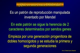 Cruza Dihíbrida | ODP