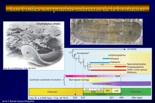 Pruebas de la Evolución | PPT