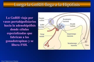 Ciclo Menstrual | ODP