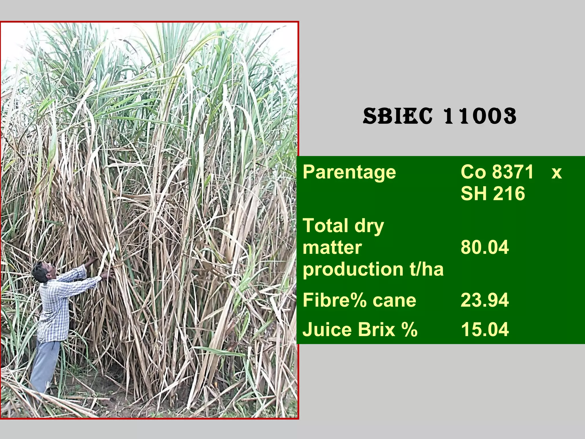 Paradigm shift in breeding for Sugarcane to Energycane – An exclusive ...