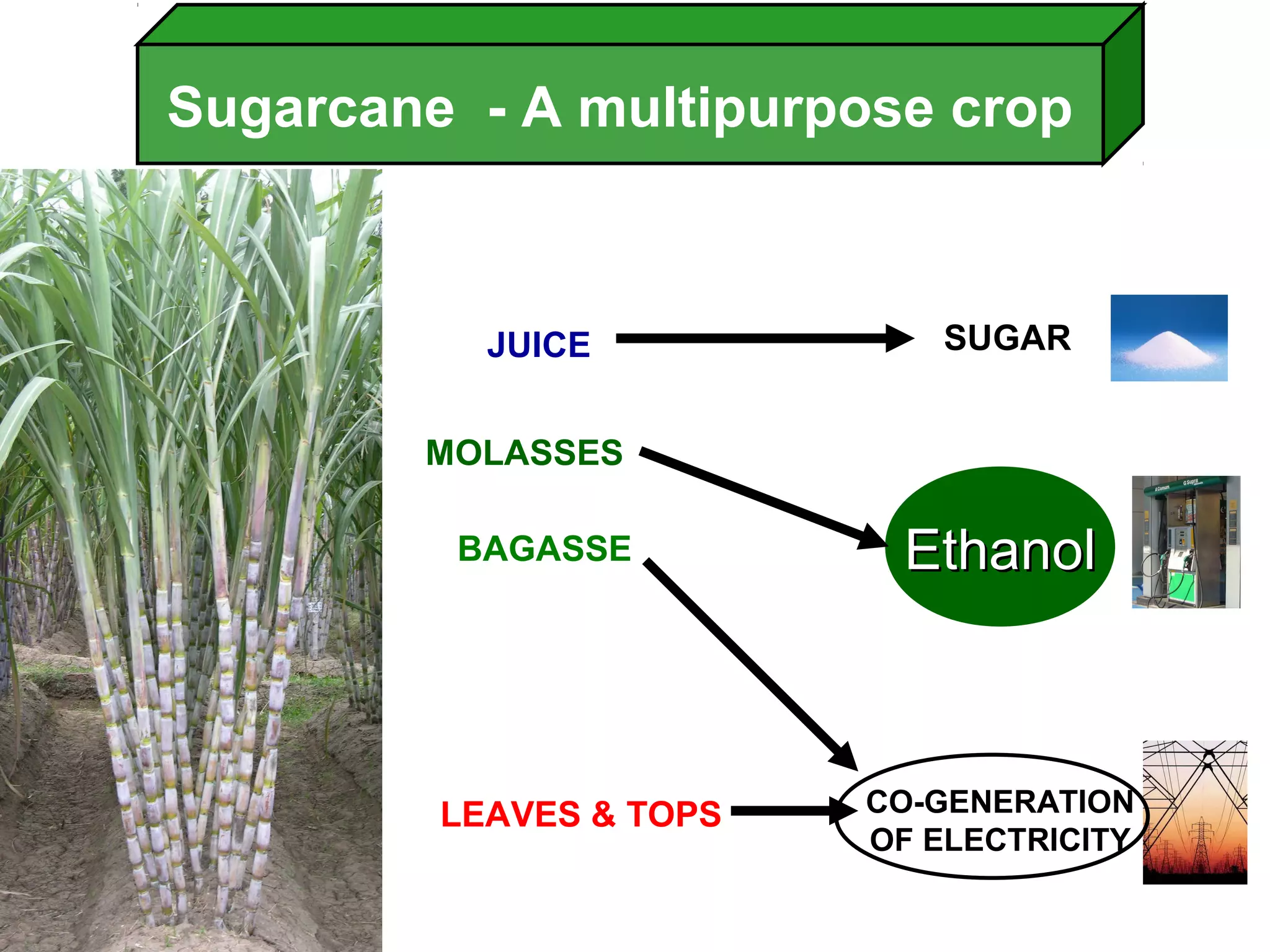 Paradigm shift in breeding for Sugarcane to Energycane – An exclusive ...