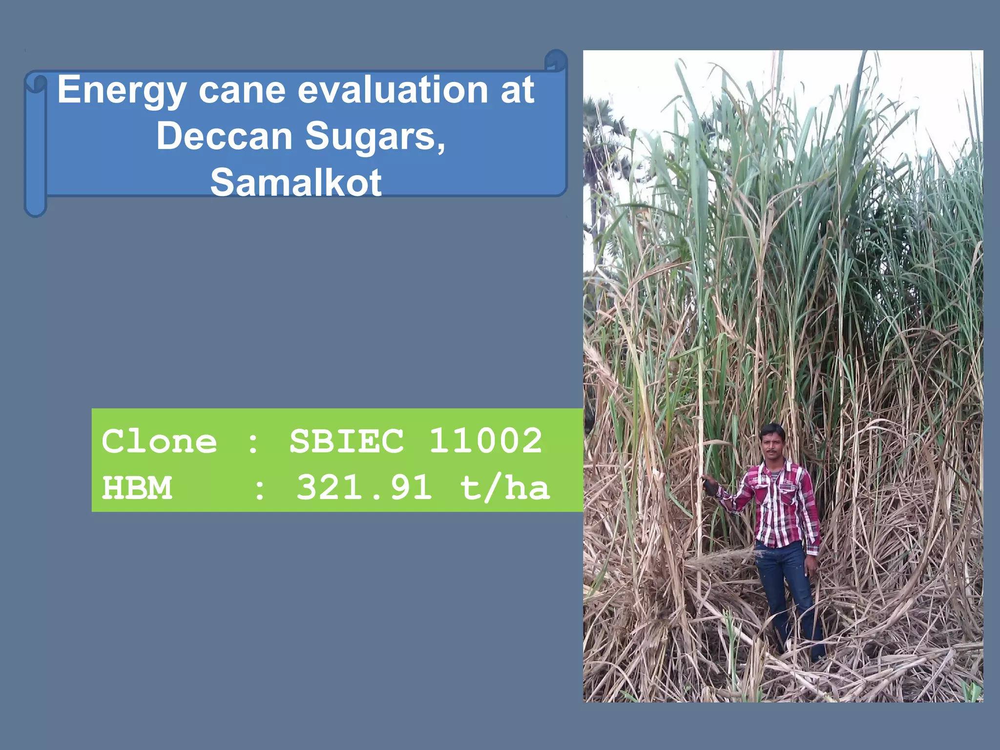 Paradigm shift in breeding for Sugarcane to Energycane – An exclusive ...