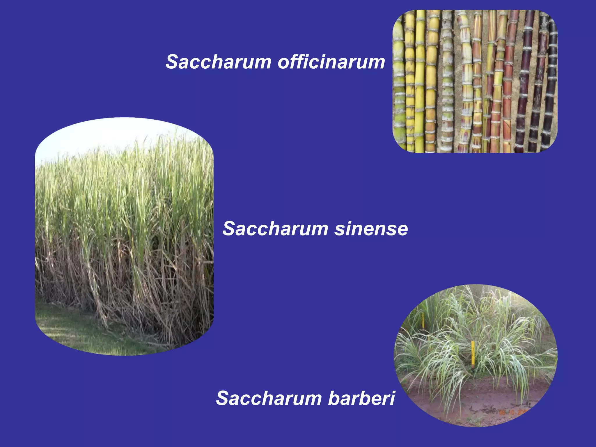 Paradigm shift in breeding for Sugarcane to Energycane – An exclusive ...