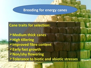 Paradigm shift in breeding for Sugarcane to Energycane – An exclusive ...