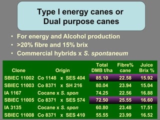 Paradigm shift in breeding for Sugarcane to Energycane – An exclusive ...
