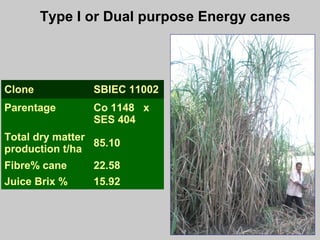 Paradigm shift in breeding for Sugarcane to Energycane – An exclusive ...