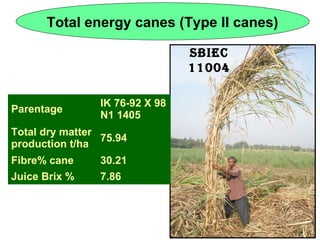 Paradigm shift in breeding for Sugarcane to Energycane – An exclusive ...