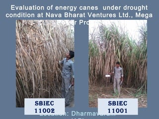 Paradigm shift in breeding for Sugarcane to Energycane – An exclusive ...