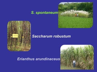 Paradigm shift in breeding for Sugarcane to Energycane – An exclusive ...