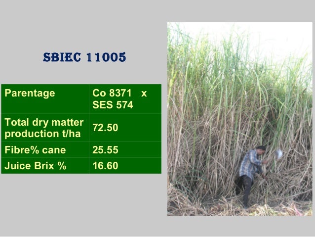 Paradigm shift in breeding for Sugarcane to Energycane – An exclusive…