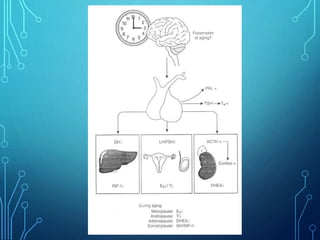 Age Related Changes of Endocrine System Histology | PPTX