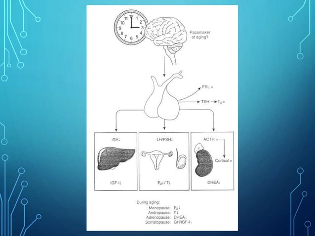 Age Related Changes of Endocrine System Histology | PPTX