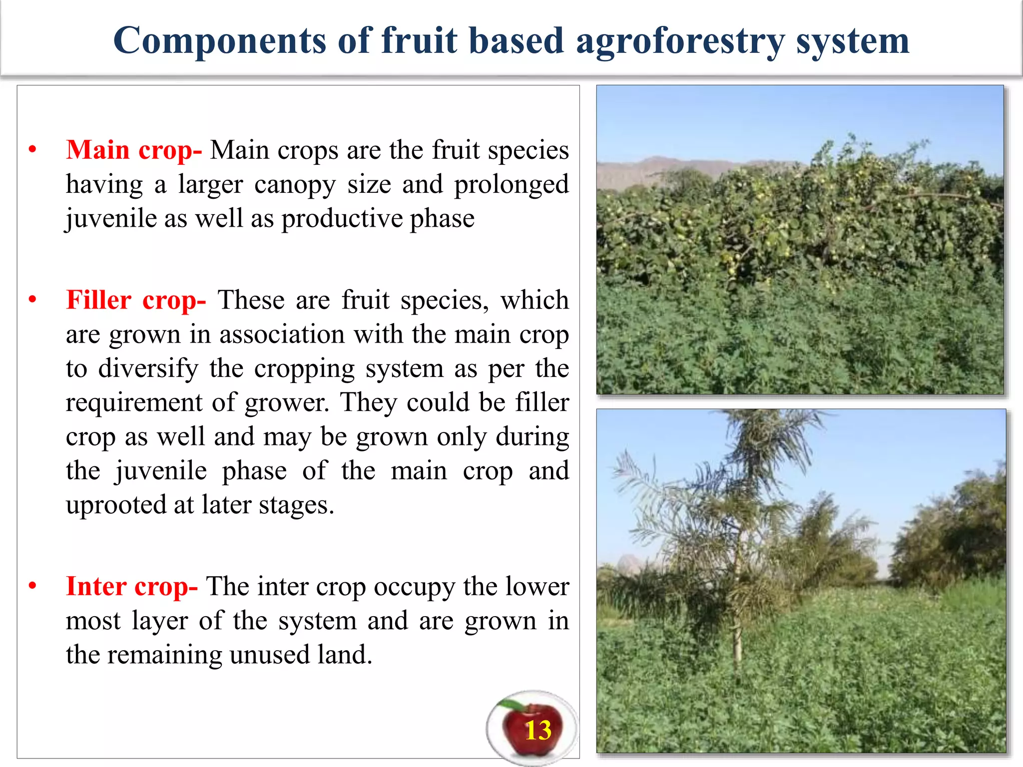 Fruit based agroforestry systems in drylands | PPTX