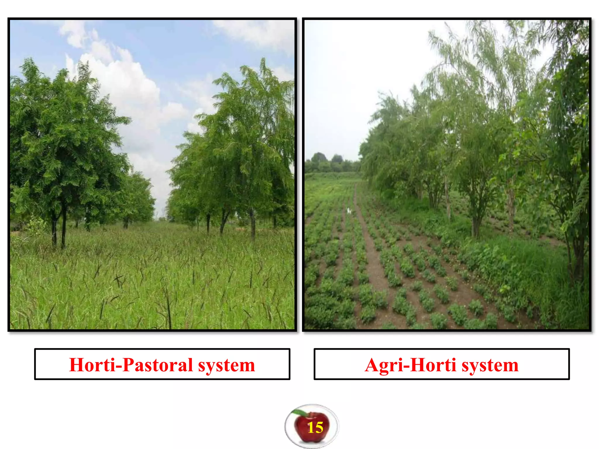 Fruit based agroforestry systems in drylands | PPTX