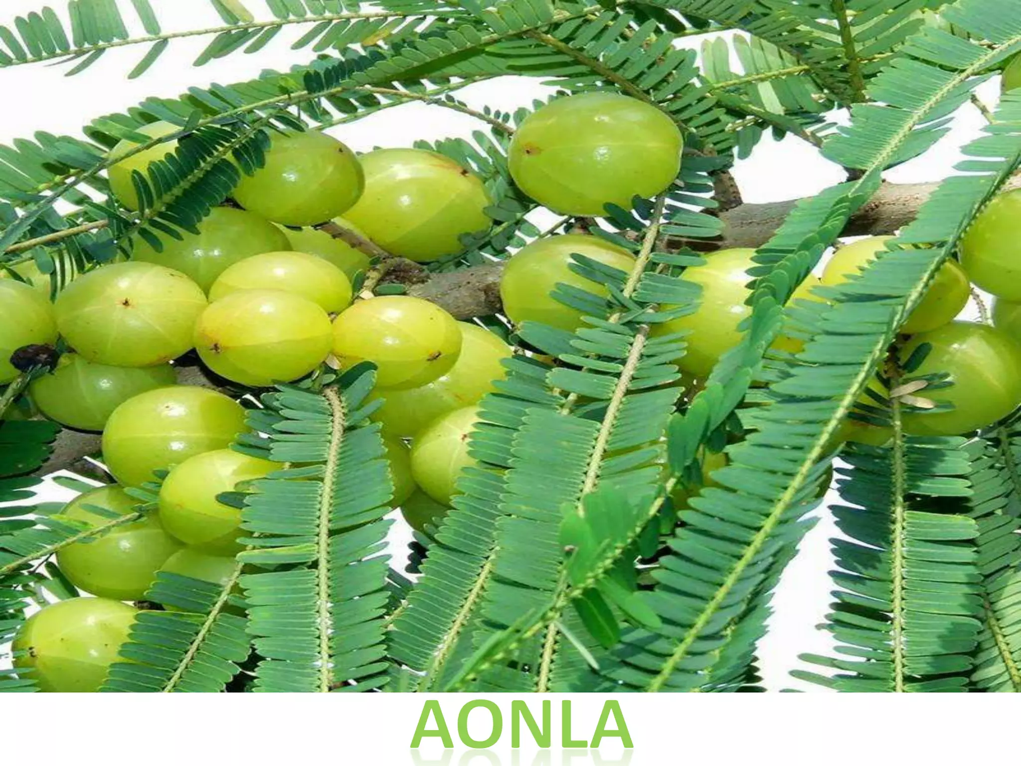 Fruit based agroforestry systems in drylands | PPTX