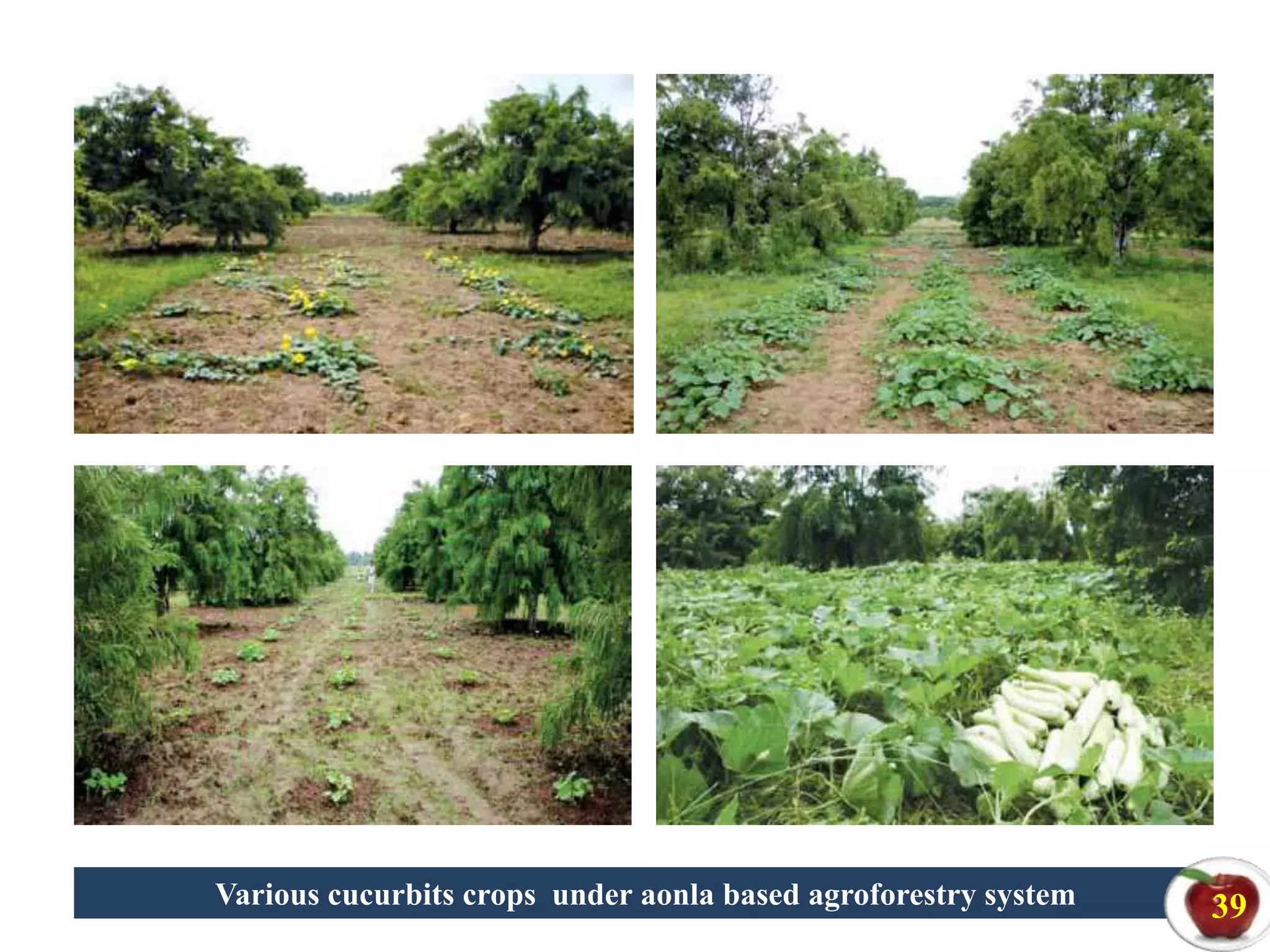 Fruit based agroforestry systems in drylands | PPTX
